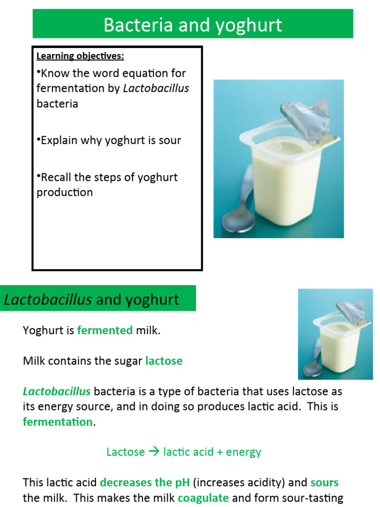 Yoghurt Production with Lactobacillus | PDF | Yogurt | Fermentation