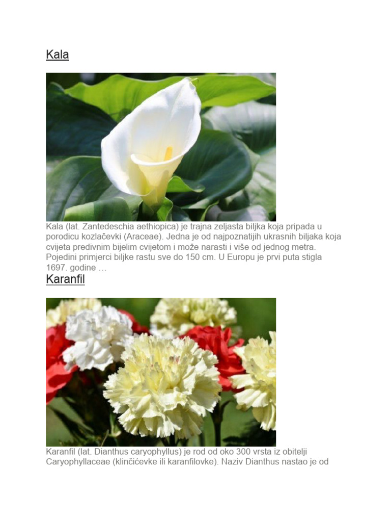Vrste cveća6 | PDF