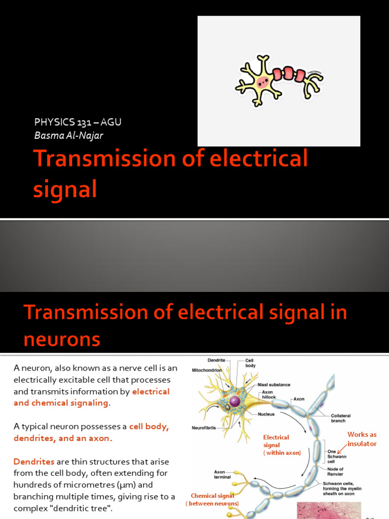 Chapter 2 Electrical Phenomena in The Body Slides | PDF | Membrane ...