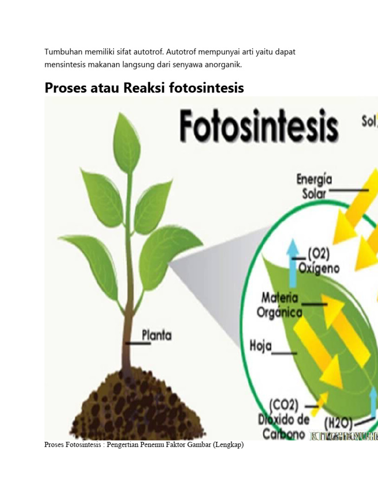 Tumbuhan Memiliki Sifat Autotrof | PDF