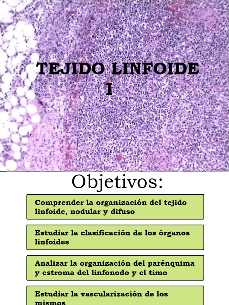 Estructura y Función del Tejido Linfoide | PDF | Ganglio linfático | Timo