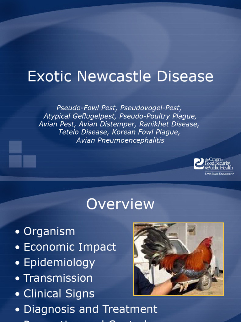 Exotic Newcastle Disease | PDF | Avian Influenza | Clinical Medicine