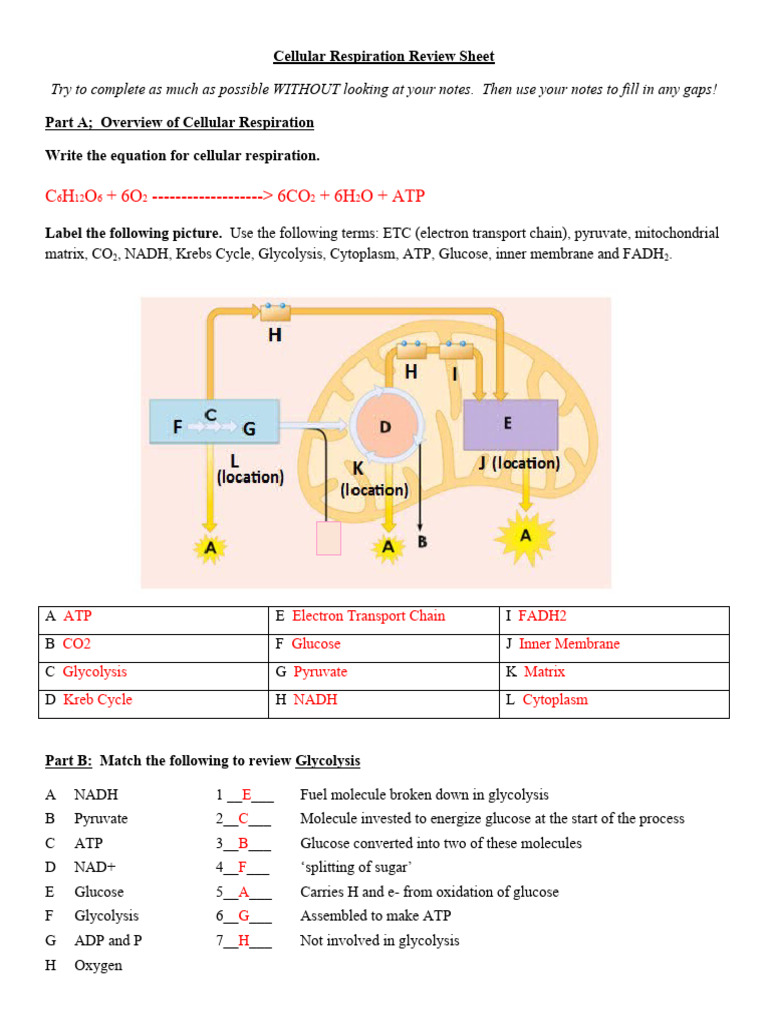 05 Respiration Review 2015 Key | PDF | Cellular Respiration | Adenosine ...