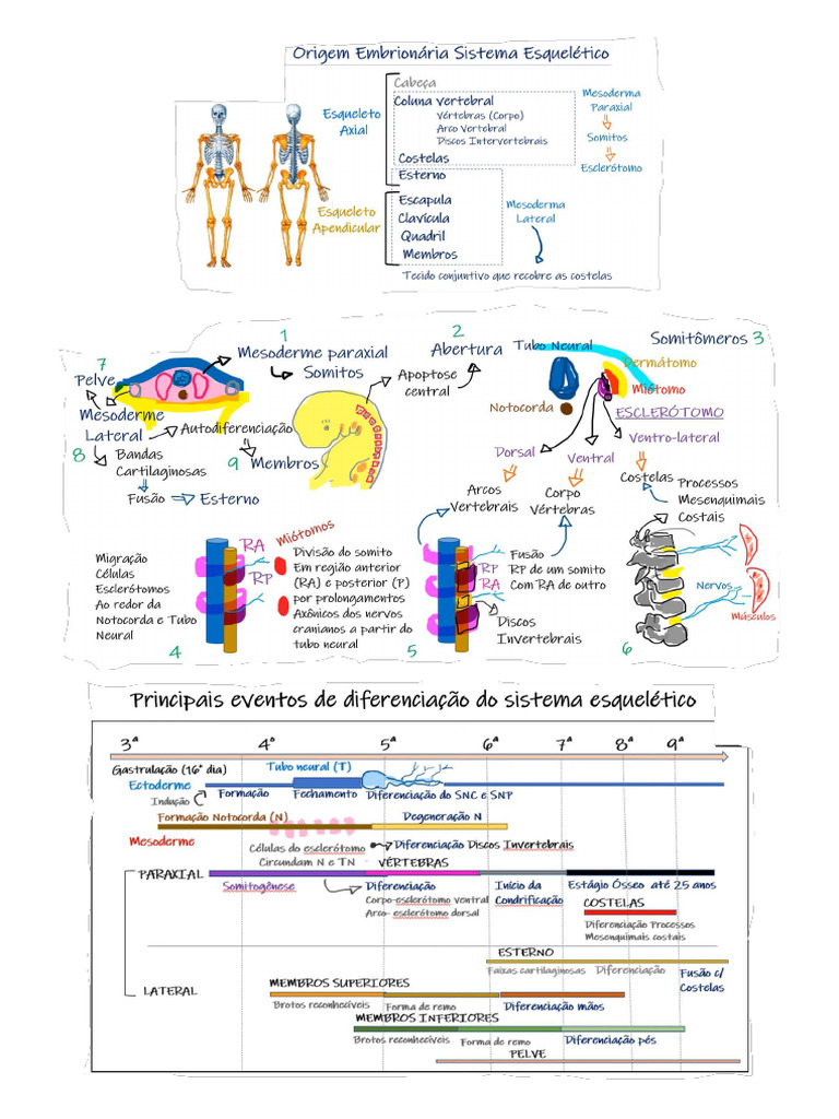 Mapa Mental Embriologia | PDF