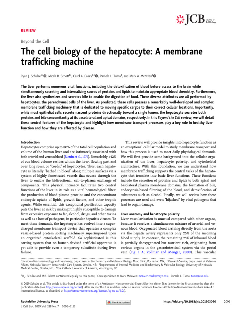 The Cell Biology of The Hepatocyte A Membrane Traf | PDF | Lipoprotein ...