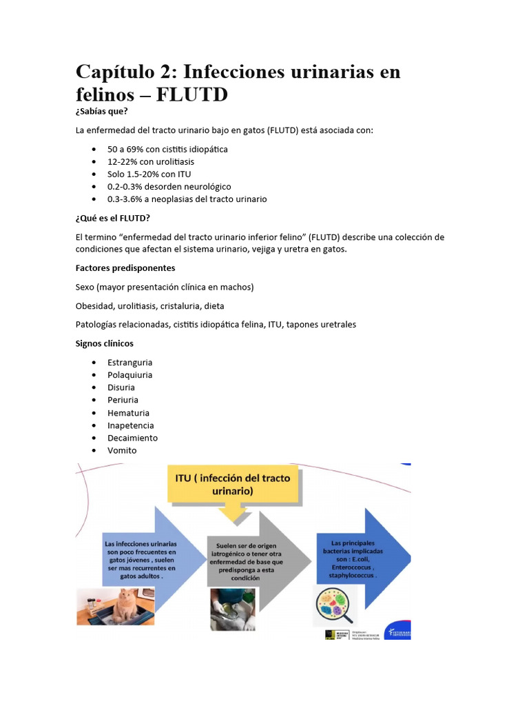 FLUTD: Infecciones Urinarias en Gatos | PDF | Sistema urinario | Medicina