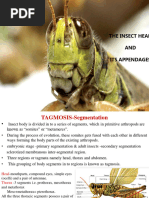 Insect Body Segmentation Guide | PDF | Insects | Arthropodology