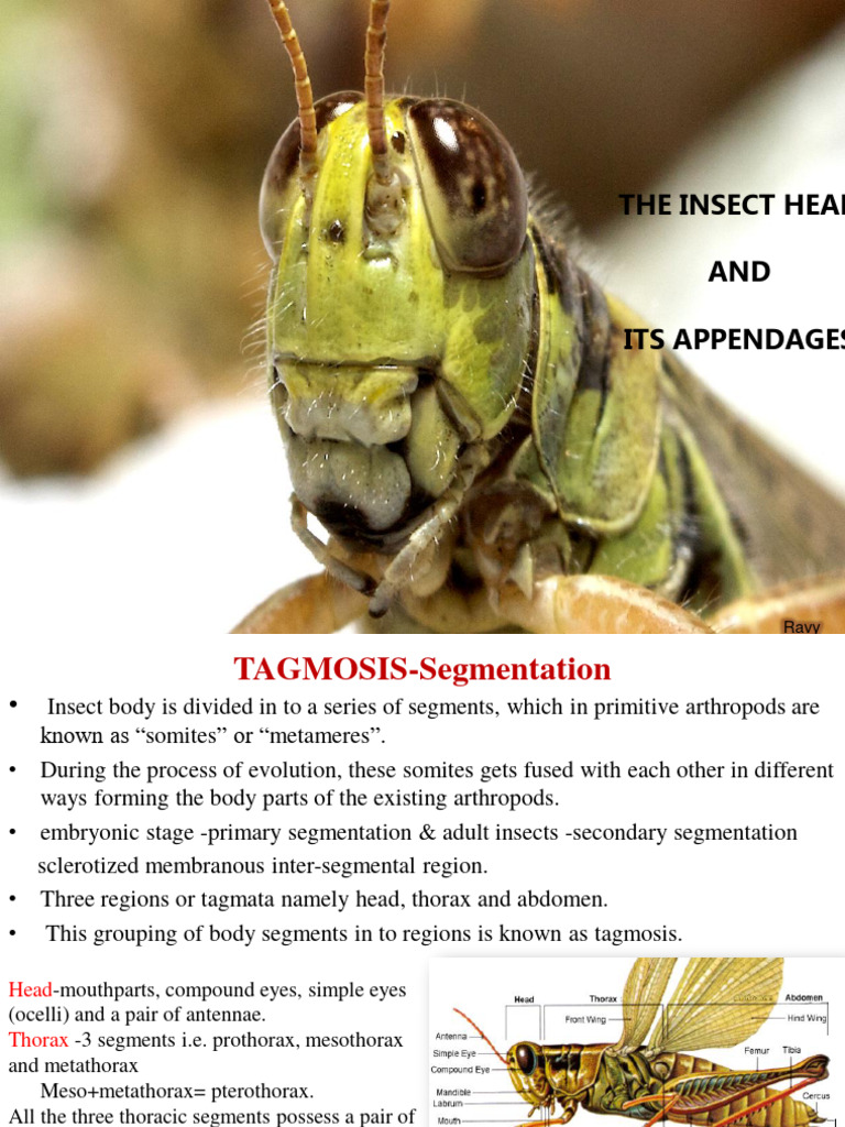 Insect Morphology | PDF | Arthropods | Arthropodology