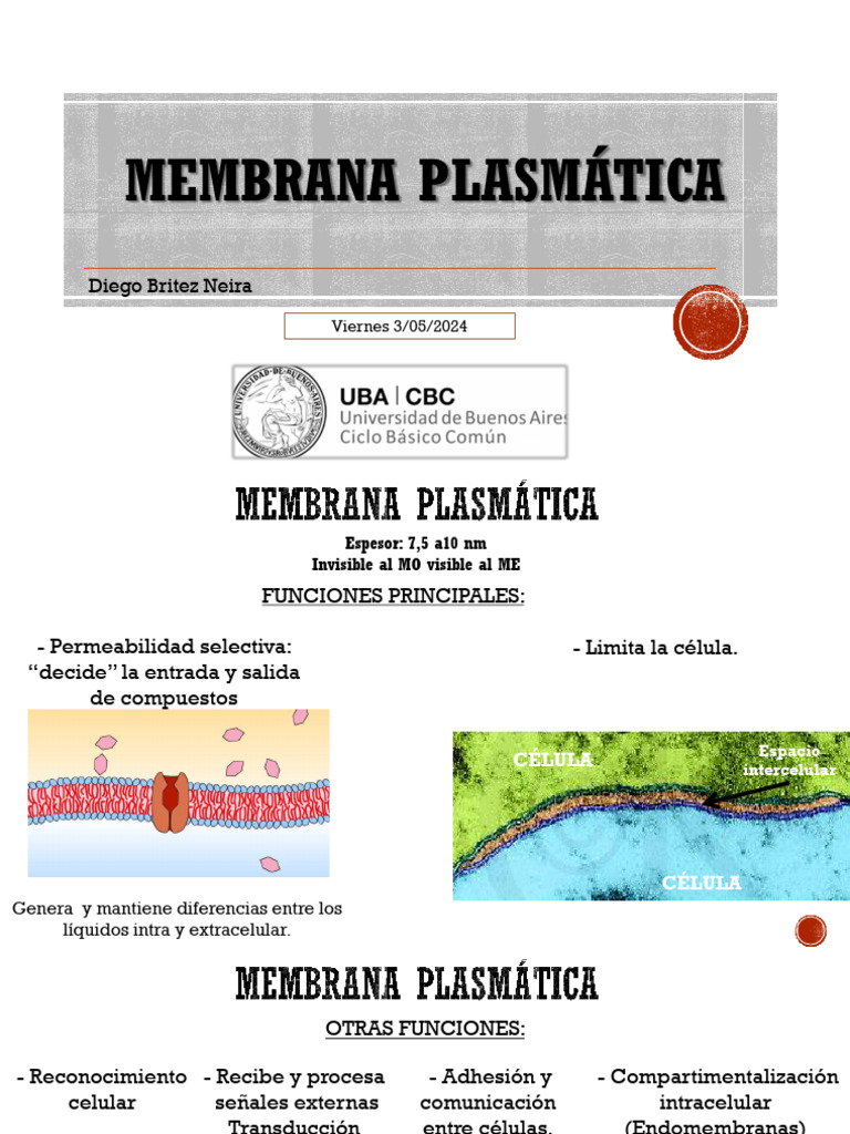 Clase 7 - Membrana PlasmÃ¡tica - Estructura y ComposiciÃ N | PDF | Membrana biológica | Membrana ...