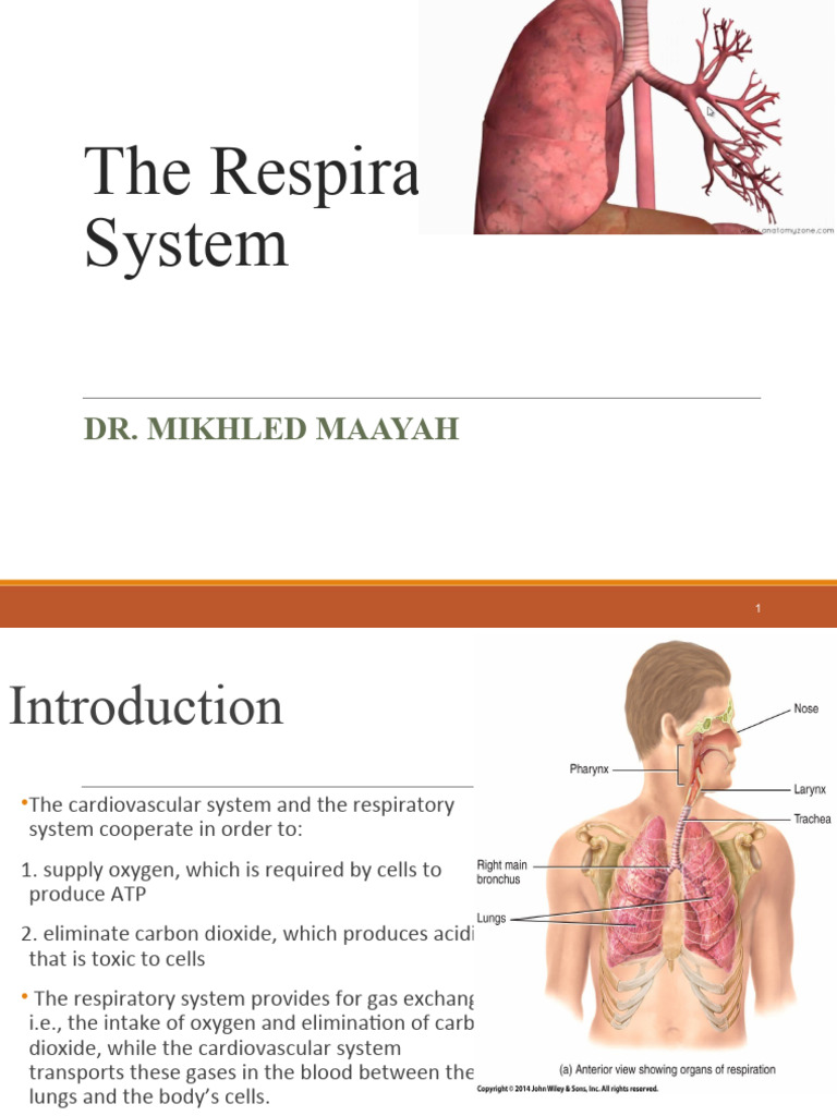 Lecture 7 The Respiratory System Pdf Human Nose Lung