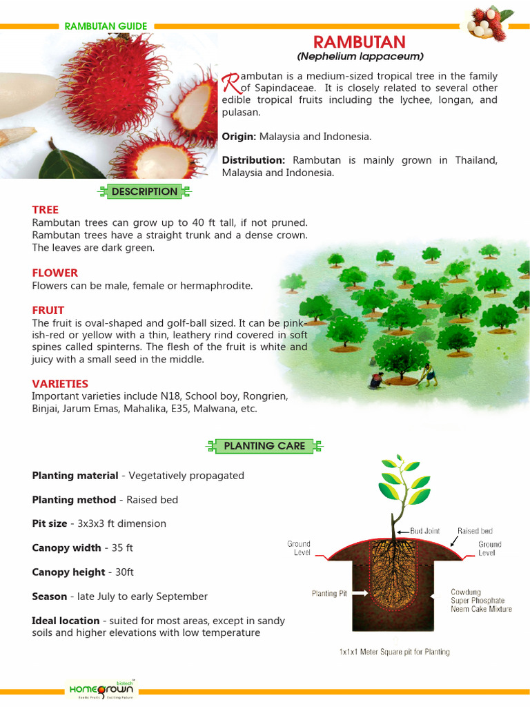 Micro POP Rambutan n18 | PDF | Agriculture | Edible Plants