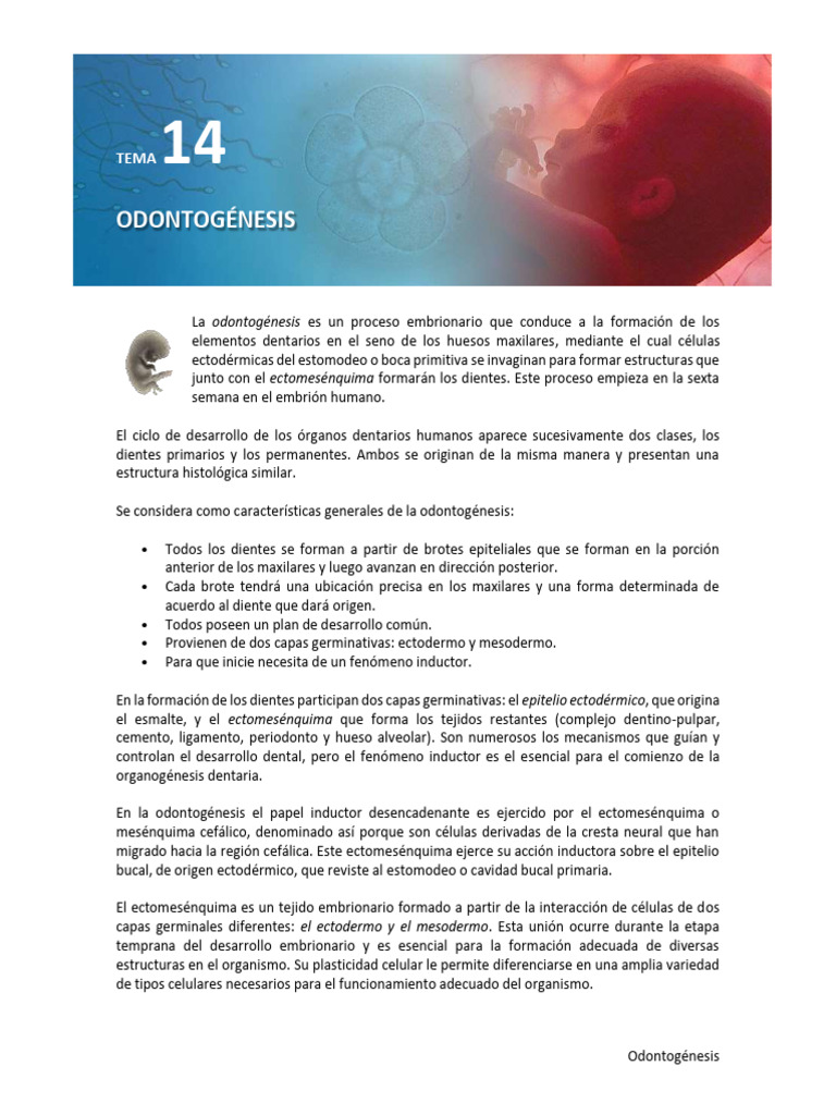 Tema Odontogenesis | PDF | Epitelio | Histología