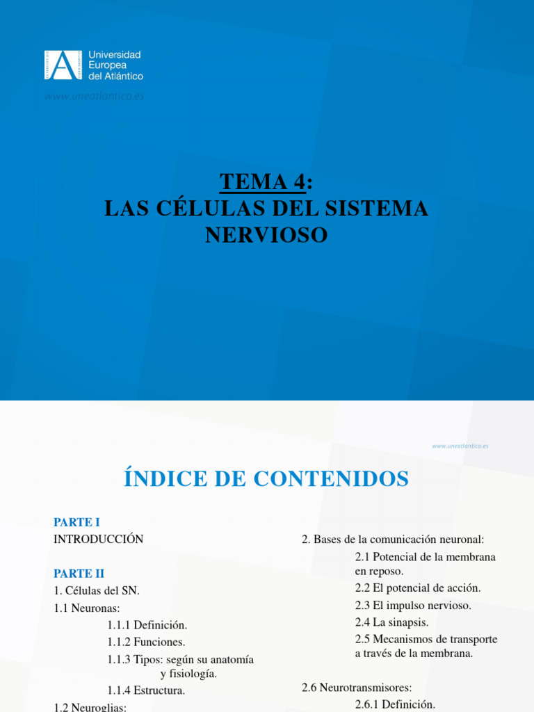 Tema 4_Parte I | PDF | Mitosis | Neurona