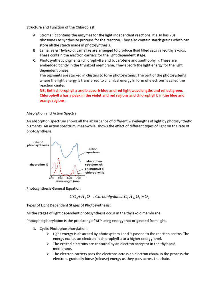 Photosynthesis (BIO CH 13) | PDF | Photosynthesis | Metabolism