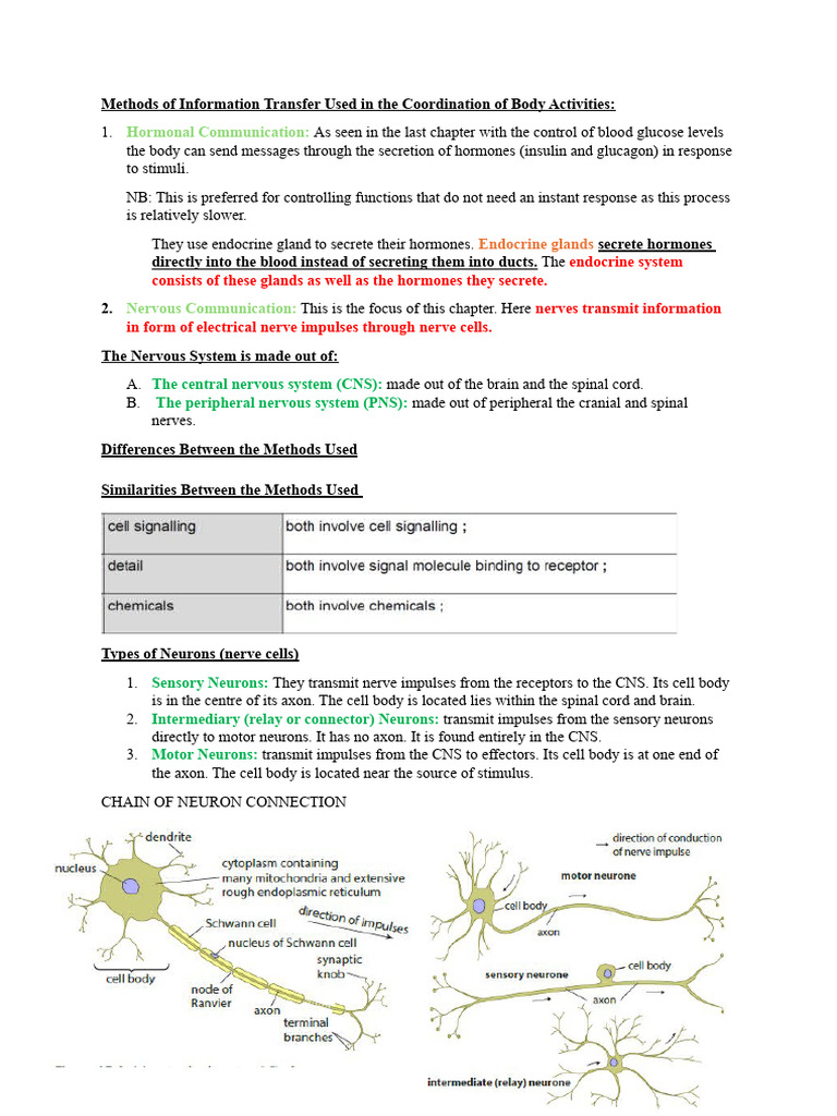 Contol & Coordination (BIO CH15) | PDF | Action Potential | Chemical ...