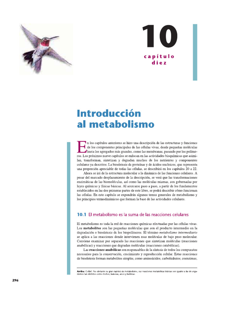 Introduccion Al Metabolismo | PDF