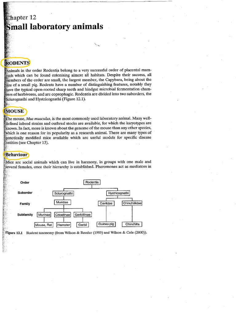 Small Laboratory Animals p1 | PDF