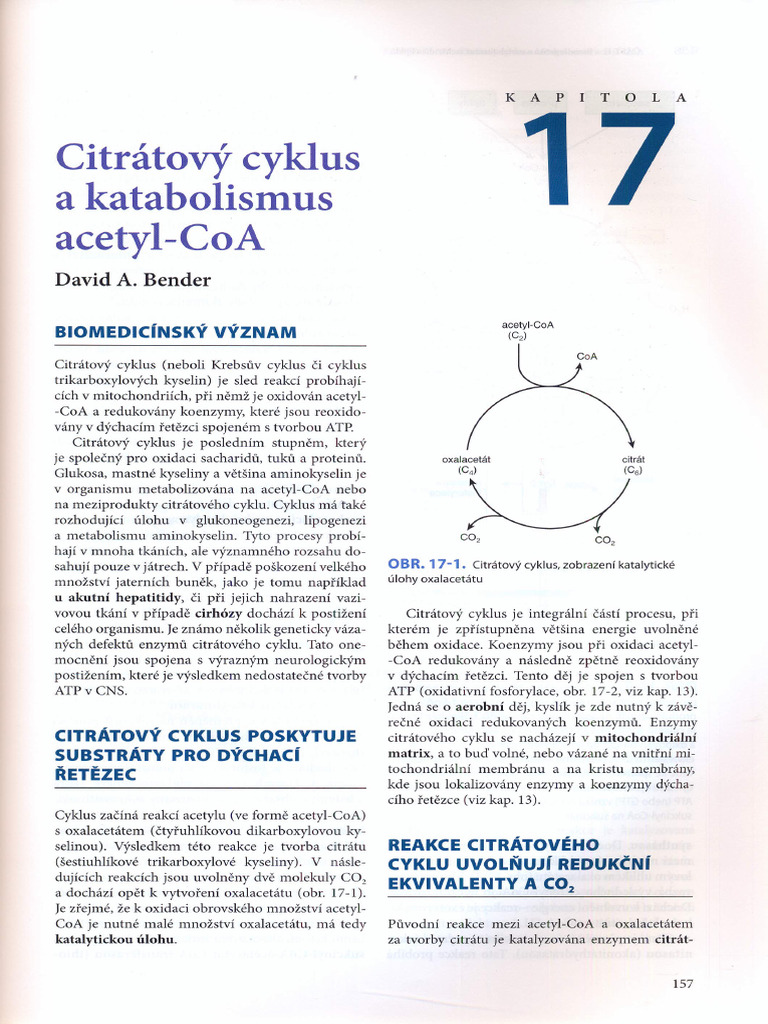 17 Citr Tovì Cyklus A Katabolismus acetyl-CoA | PDF