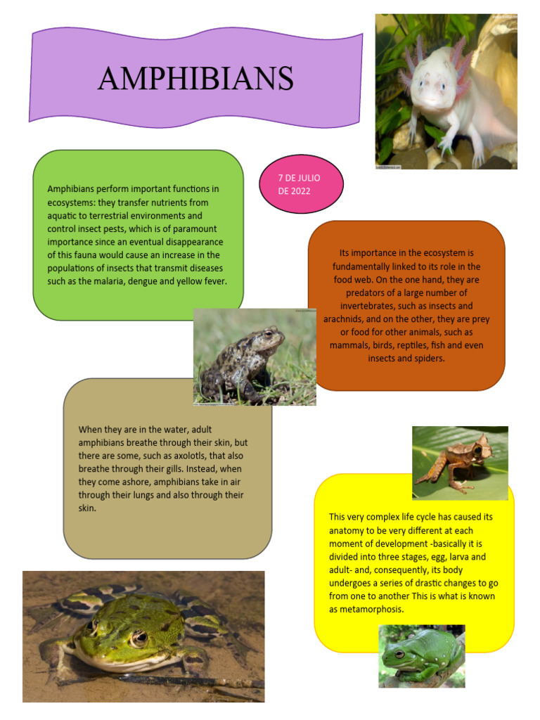 Importance of Amphibians in Ecosystems | PDF | Science & Mathematics