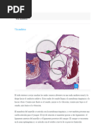 Organización del Colículo Inferior | PDF | Corteza cerebral | Neurona