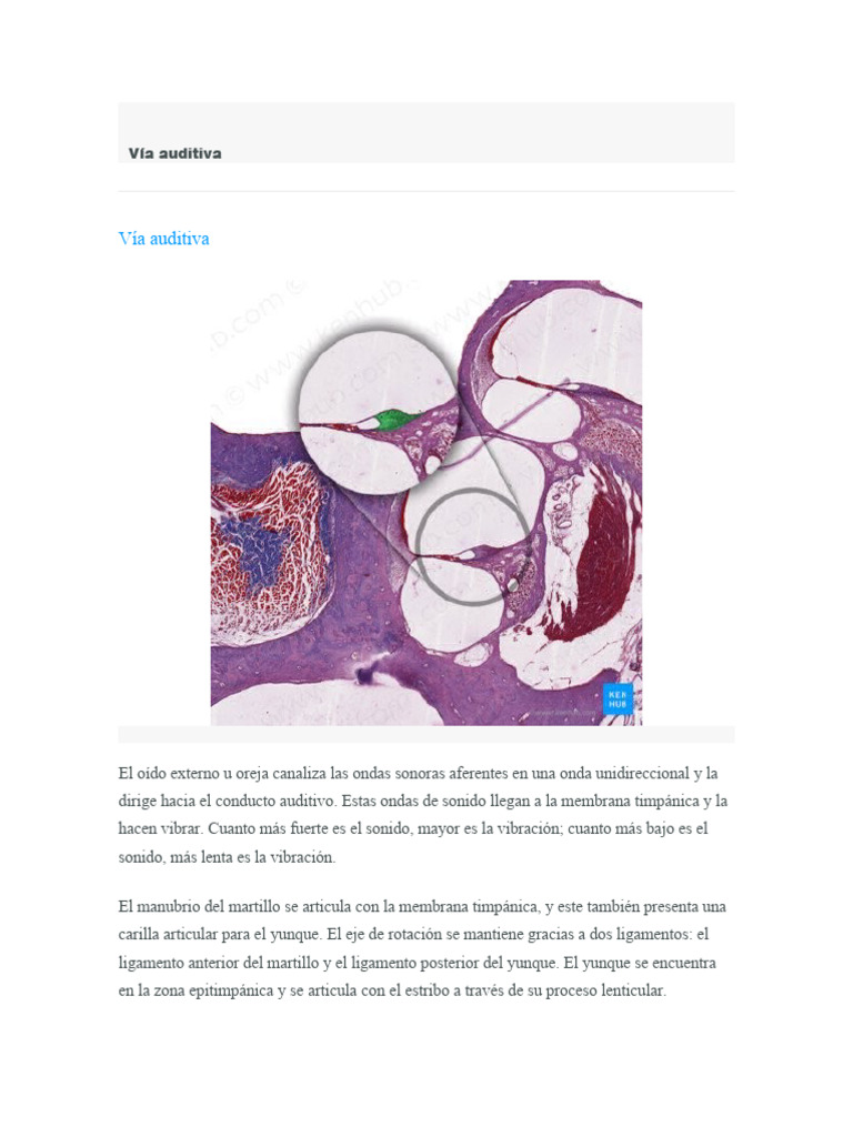 Anatomía y Función de la Vía Auditiva | PDF | Oído | Sistema Auditorio