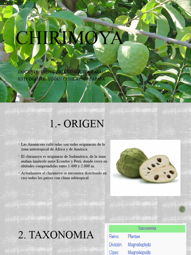 Cultivo y características de la chirimoya | PDF | Botánica | Plantas