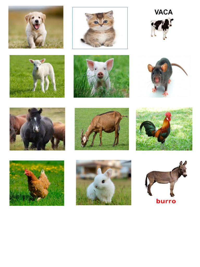 Animales de La Granja | PDF