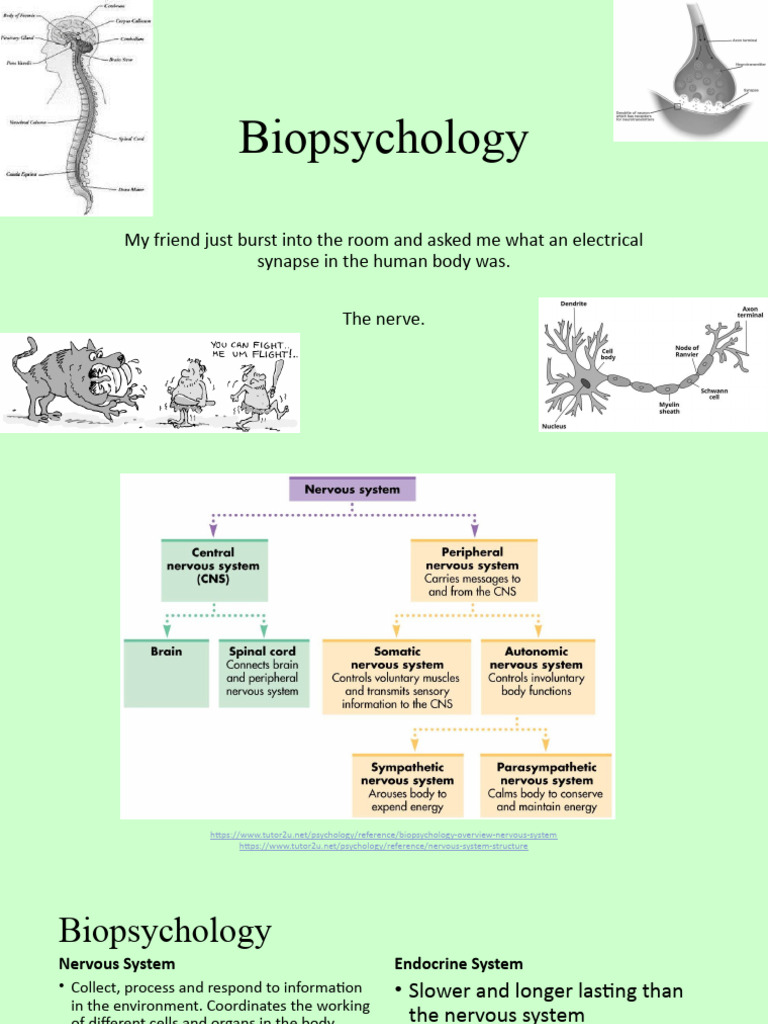 Biopsychology - Introduction | PDF | Nervous System | Autonomic Nervous ...