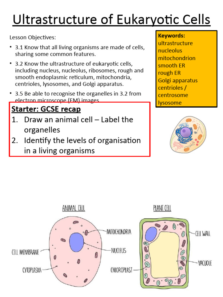 Eukaryotic Cell Ultrastructure Overview | PDF | Endoplasmic Reticulum ...