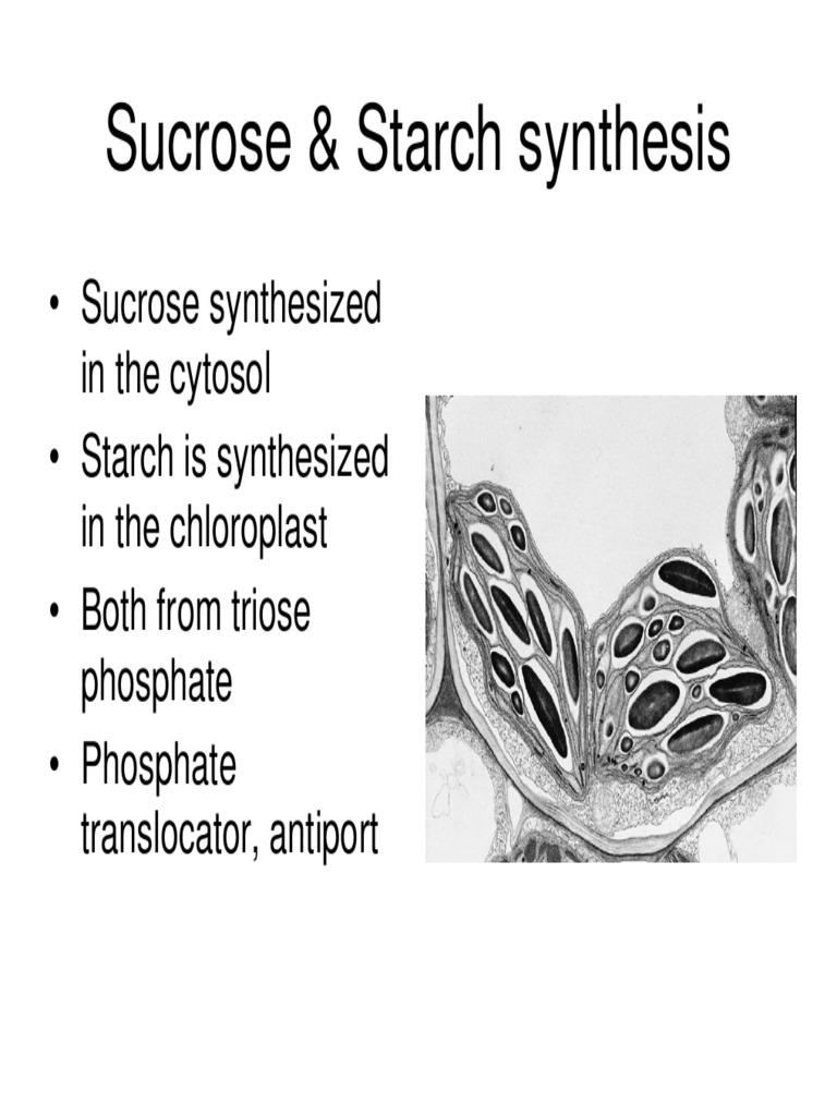 330sucrose & Starch Synthesis | PDF
