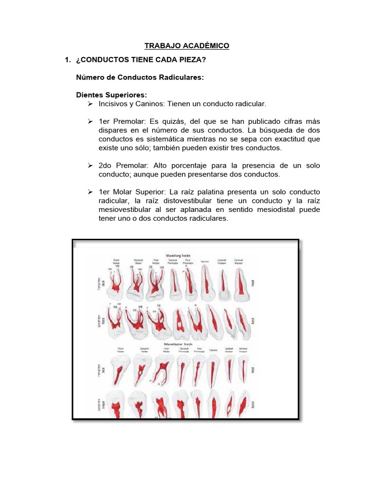 Conductos Radiculares por Diente | PDF