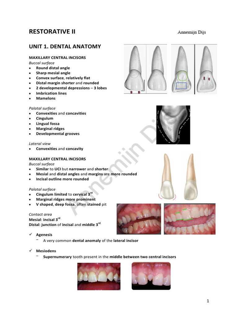 Restorative II Notes PDF | PDF | Human Tooth | Tooth Enamel