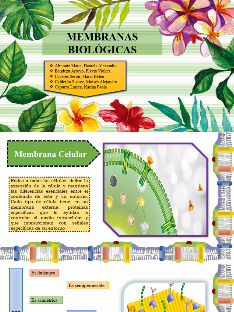 Membranas Biologicas | PDF | Membrana celular | Membrana biológica