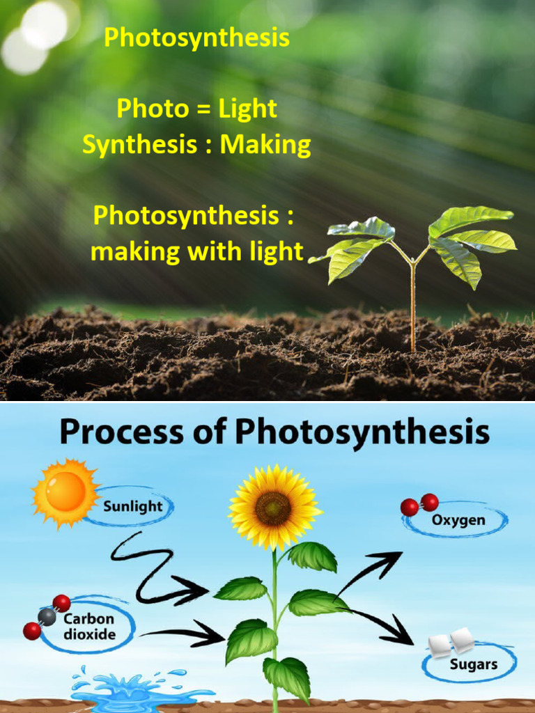 Understanding Photosynthesis in Plants | PDF