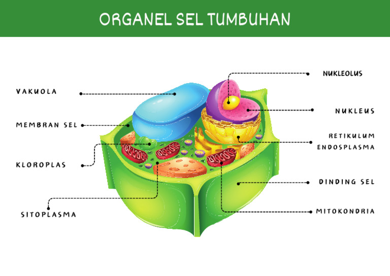 Poster Pendidikan Organel Sel Tumbuhan Hijau Putih Ilustrasii | PDF