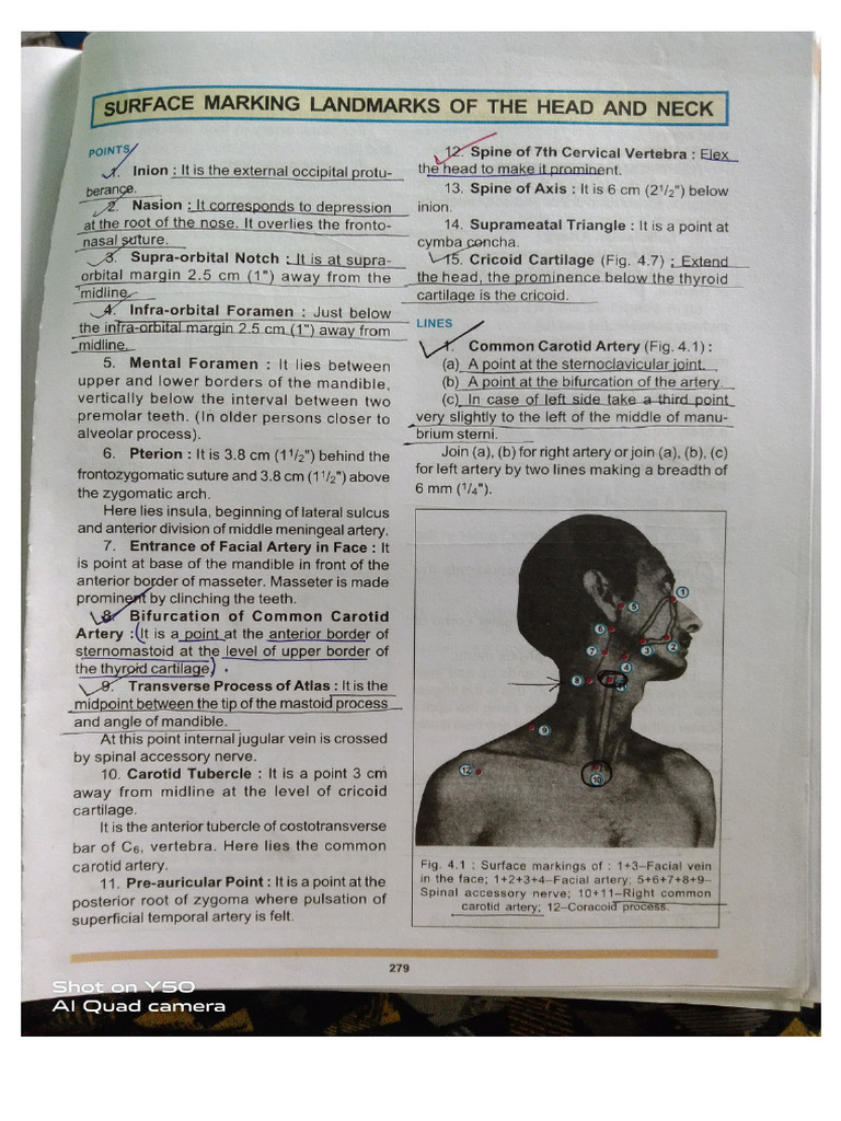 Surface Marking Landmarks of the Head and Neck SM | PDF