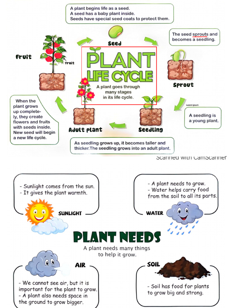 Plant Life Cycle | PDF