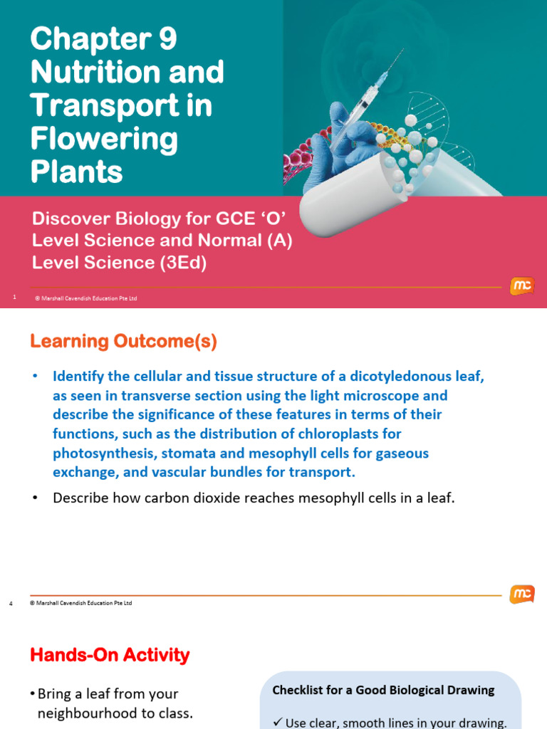Plants | PDF | Leaf | Stoma