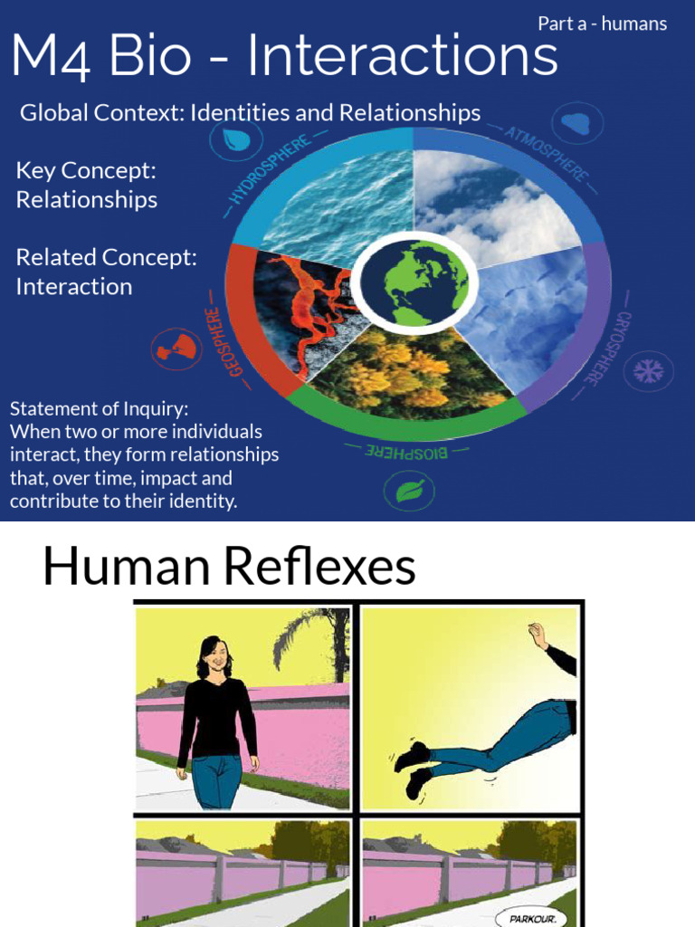 Interactions A - Human Reflexes | PDF | Chemical Synapse | Neuron
