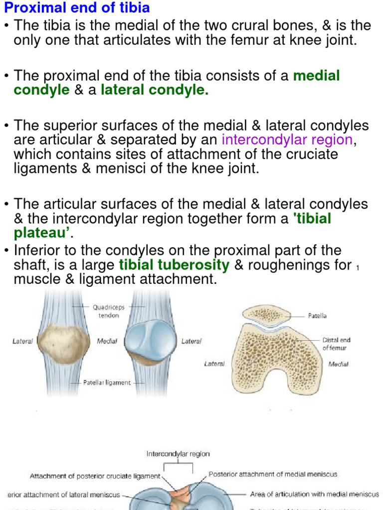 7-Proximal End of Tibia | PDF | Knee | Lower Limb Anatomy