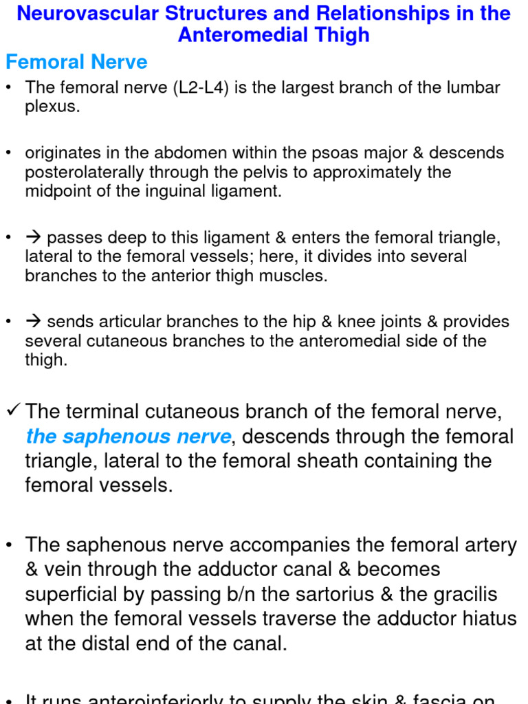 5 Neurovascular Structures | PDF | Human Leg | Vein