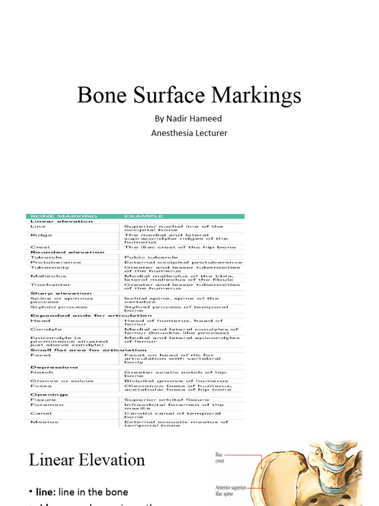 Bone Surface Markings | PDF