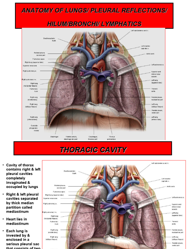 The Lungs | PDF | Lung | Anatomy