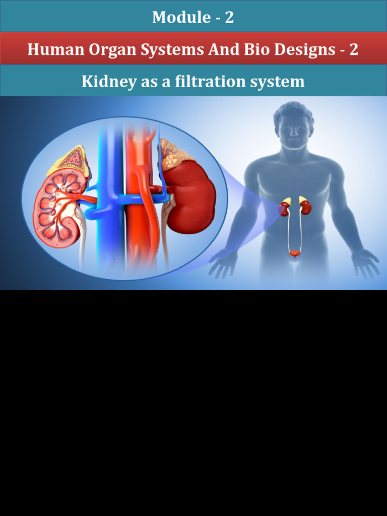 Module - 3 Kidney As A Filtration System | PDF | Kidney | Hemodialysis