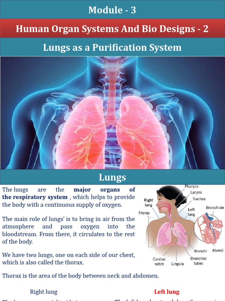 Module - 3 Lungs As A Purification System | PDF | Lung | Respiratory Tract
