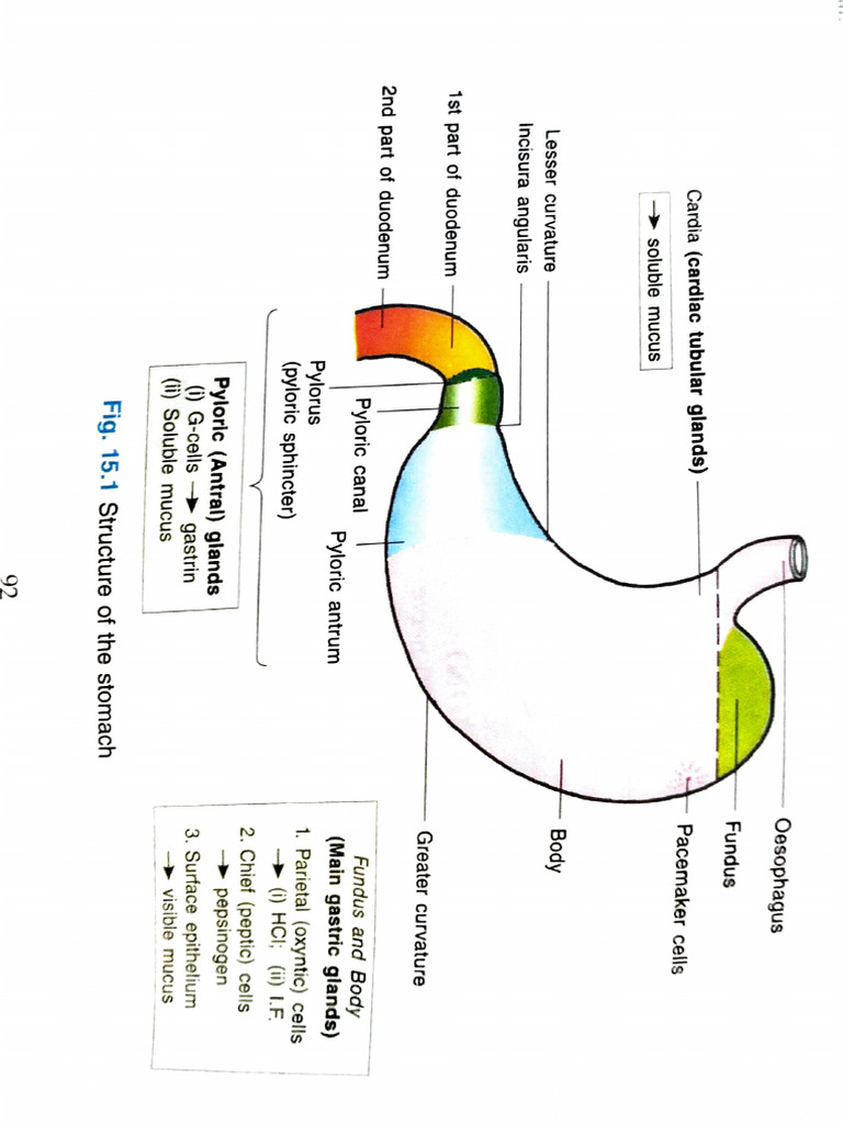 Stomach | Download Free PDF | Stomach | Digestive System