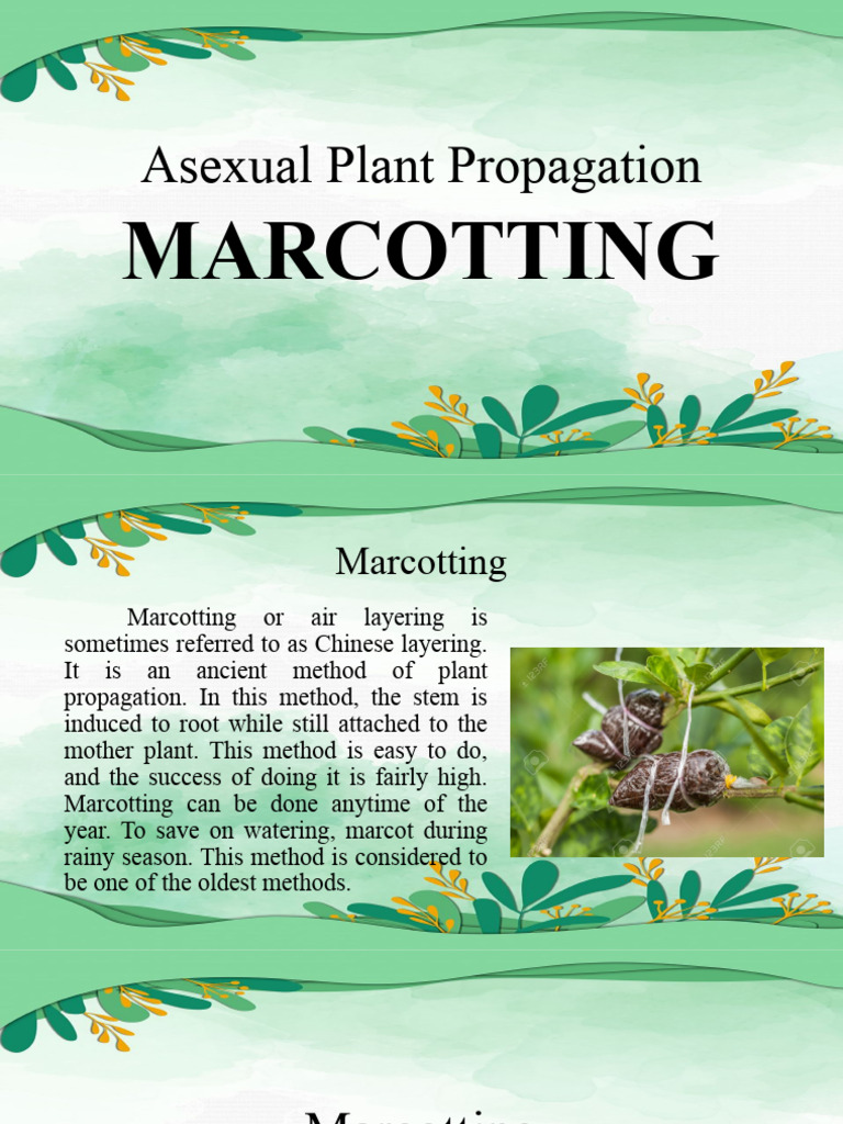 MARCOTTING Asexual Plant Propagation | PDF