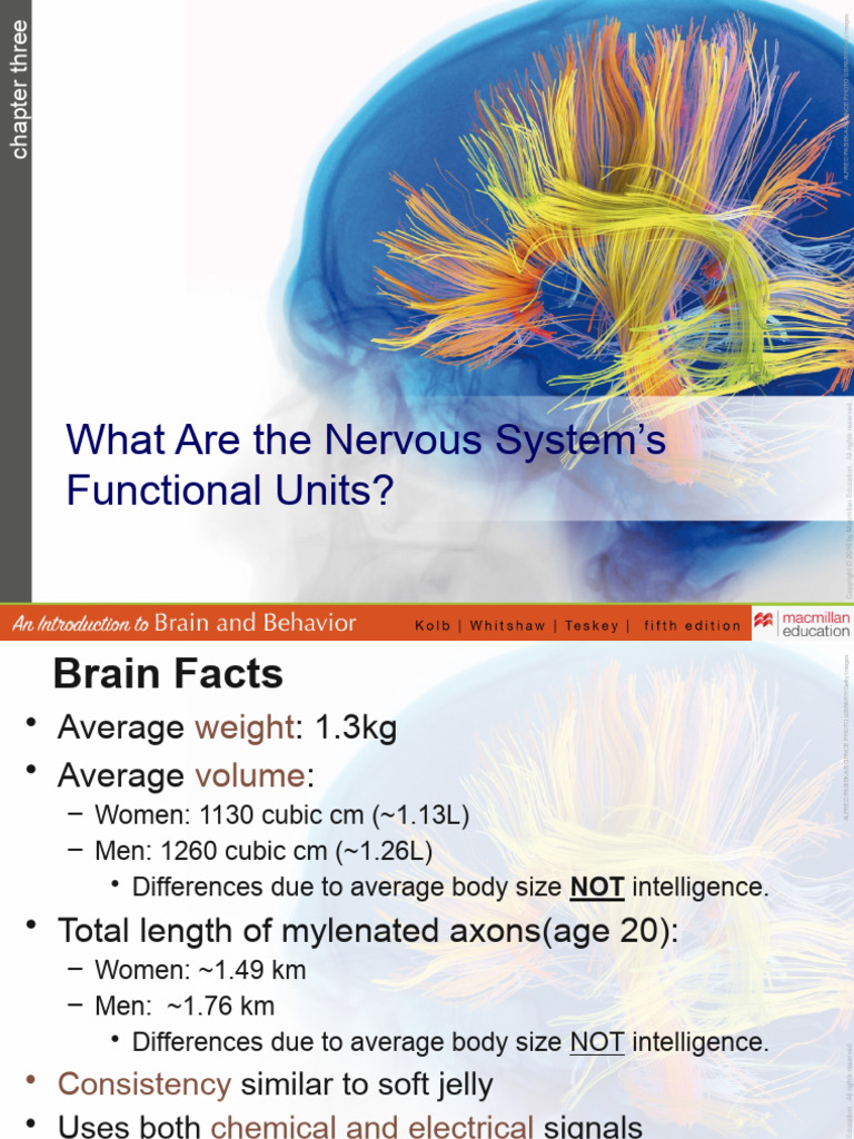 Understanding Neurons and Glial Cells | PDF | Neuron | Axon