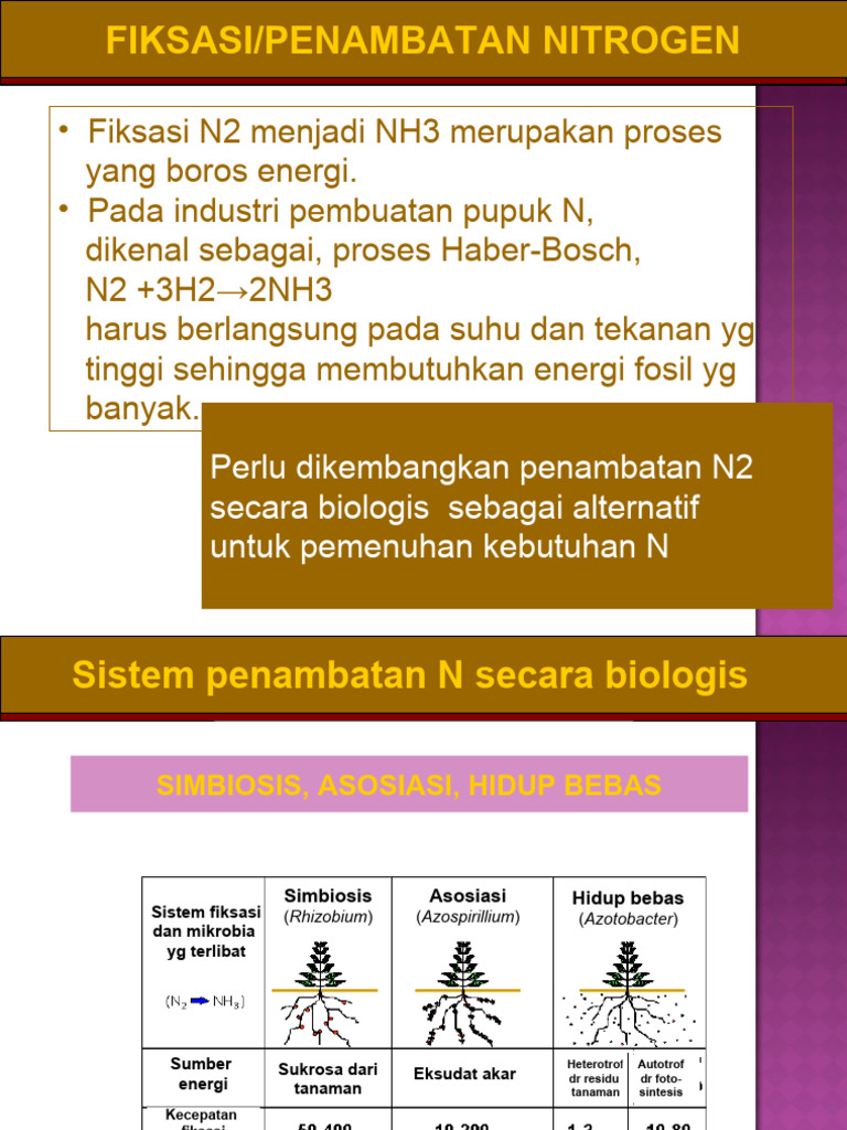 Fiksasi Nitrogen | PDF