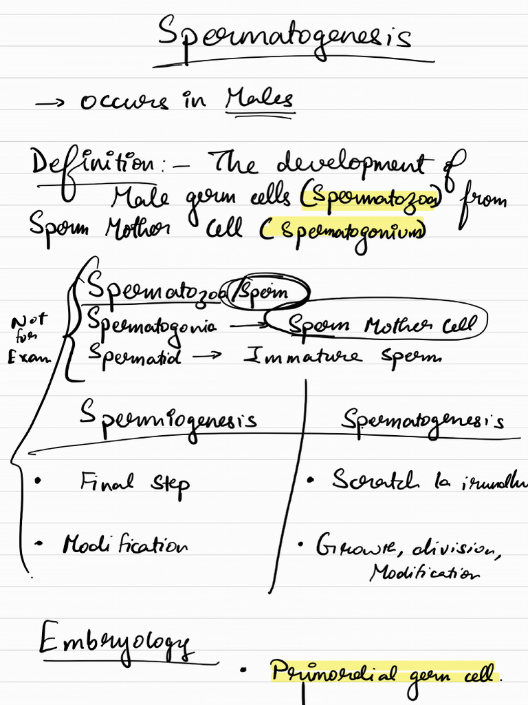 Spermatogenesis Handwritten | PDF